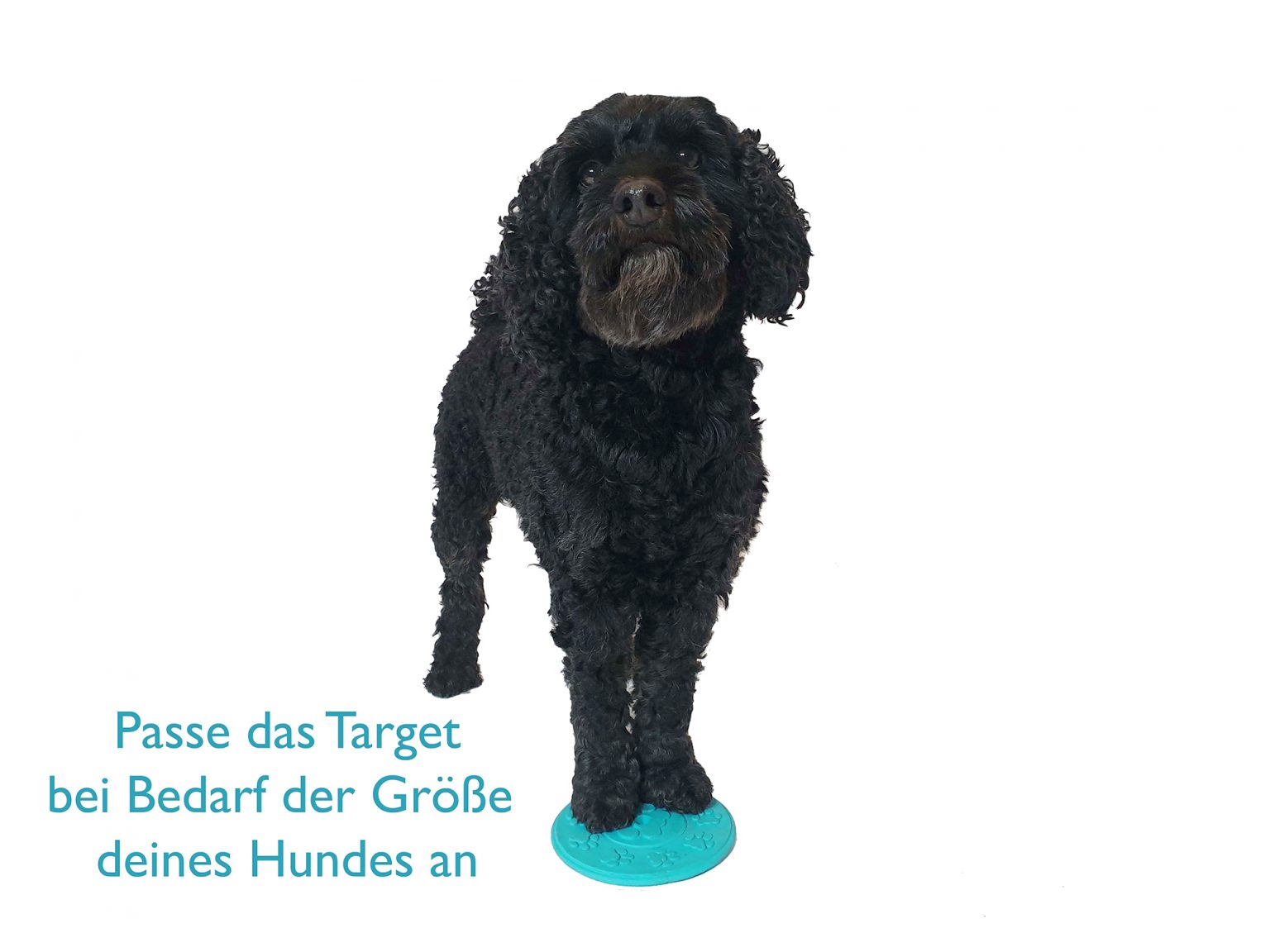 Bodentarget Hund Ikea